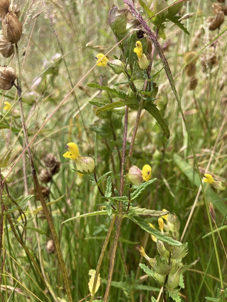 Yellow Rattle from Whidbey Island, Langley, WA, US on July 09, 2022 at ...