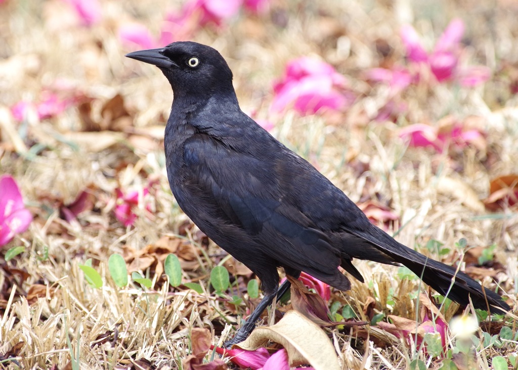 Greater Antillean Grackle from Puerta de Tierra, San Juan, Puerto Rico ...