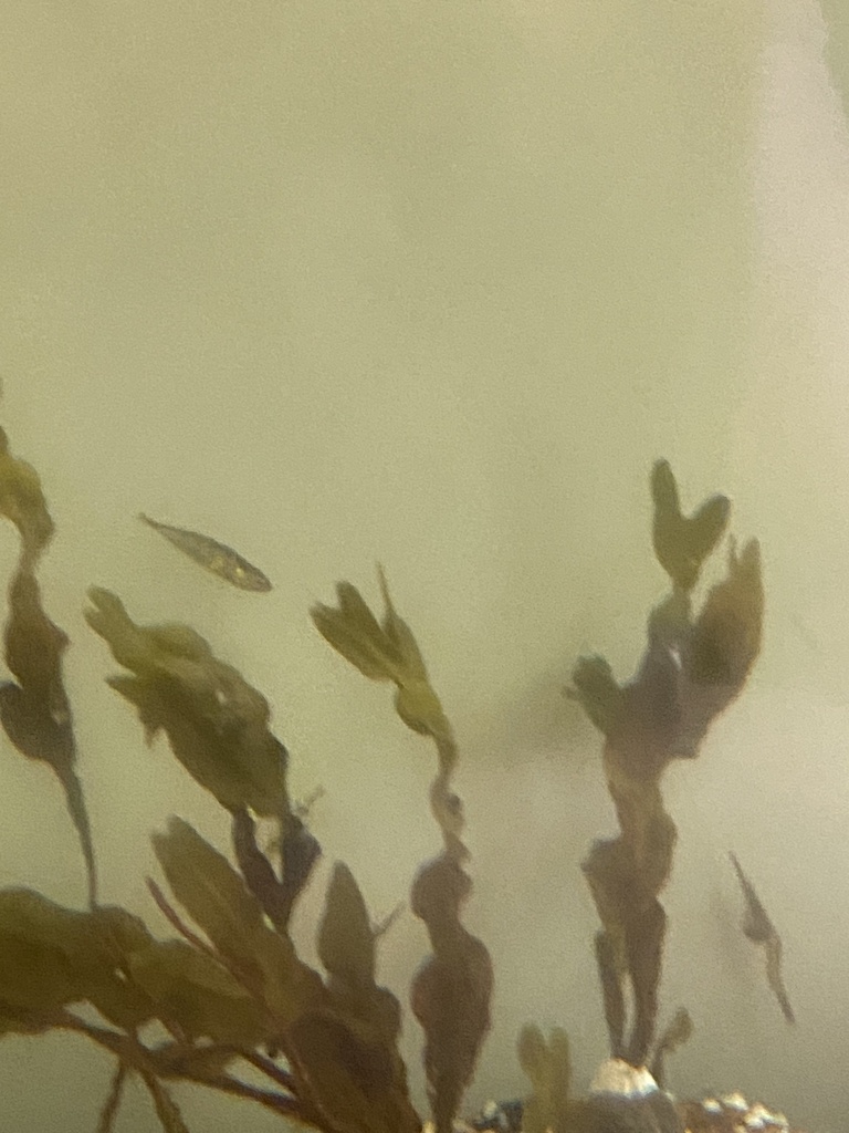 Threespine Stickleback from Mount Desert Island, Mount Desert, ME, US ...
