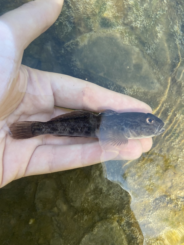 Round Goby from Hudson River, Green Island, NY, US on July 9, 2022 at ...