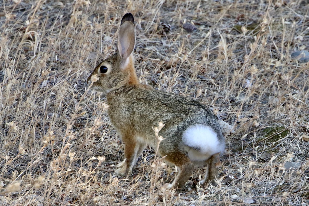 Desert Cottontail from Griffith Park, Los Angeles, CA, US on July 09 ...
