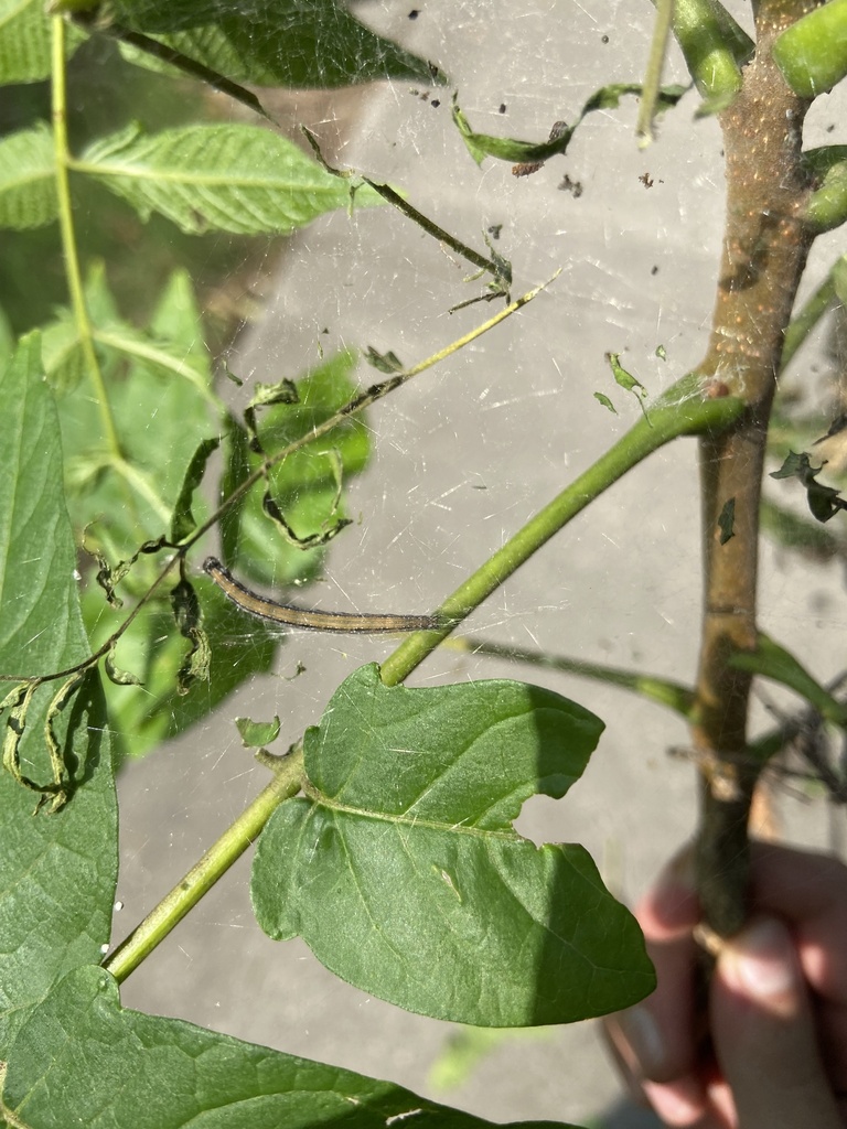 Ailanthus Webworm Moth from University of Tennessee at Chattanooga ...