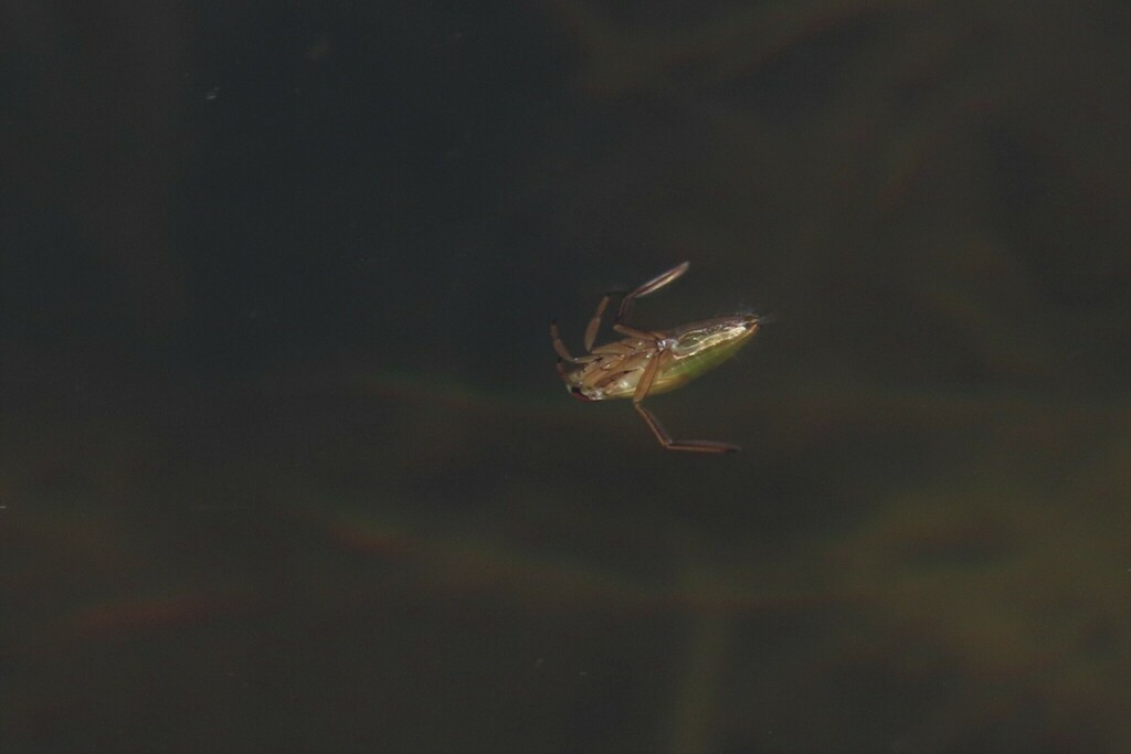 Milky Backswimmers from Seia, Portugal on July 09, 2022 at 03:06 PM by ...