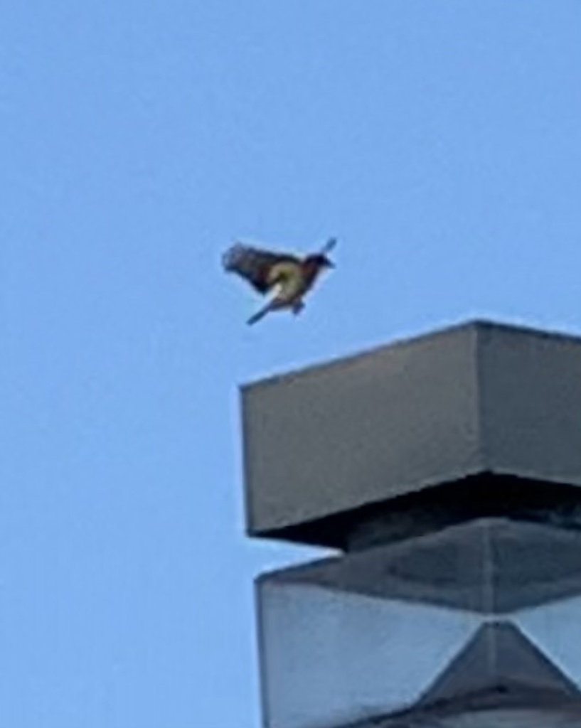 Birds from Terminal C, Santa Ana, CA, US on July 8, 2022 at 07:25 PM by ...