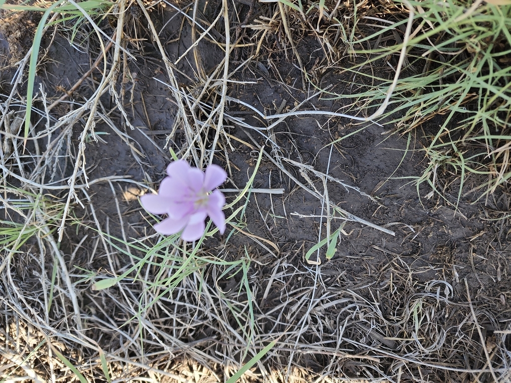 Texas Skeleton Plant from Oil Center on July 08, 2022 at 08:28 AM by ...