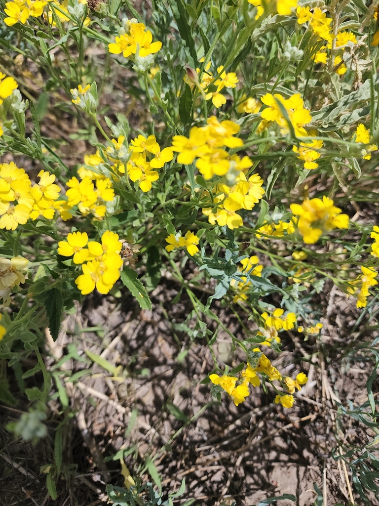 woolly paperflower from Oil Center, NM 88240, USA on July 06, 2022 at ...