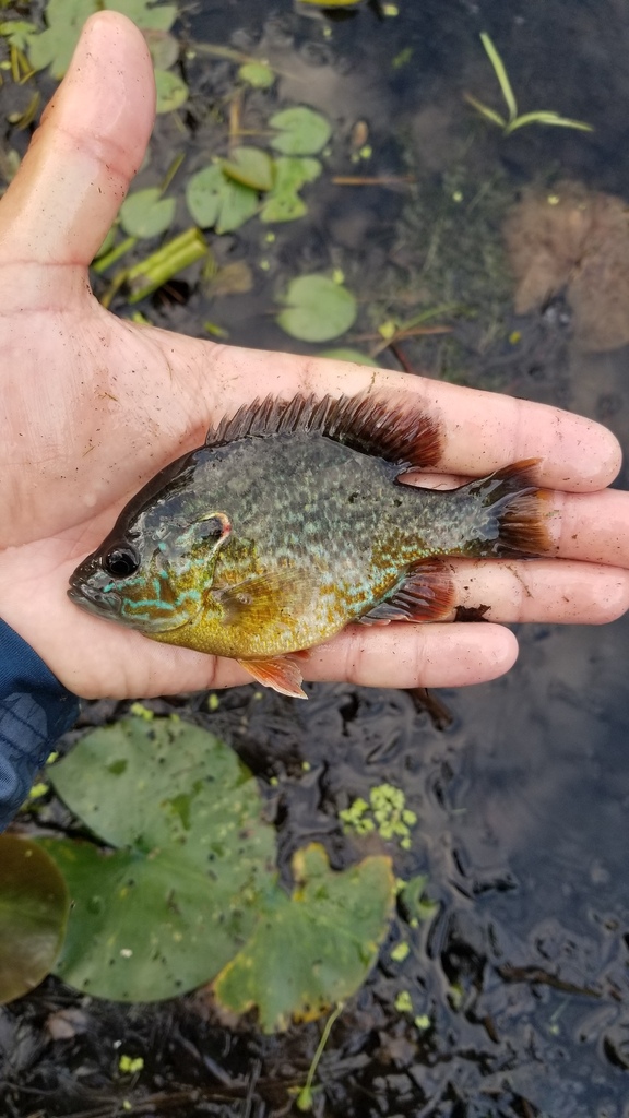 Pumpkinseed × Green Sunfish from 100 Bukolt Ave, Stevens Point, WI ...