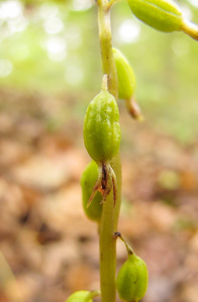 autumn coralroot in October 2018 by jared_satchell · iNaturalist
