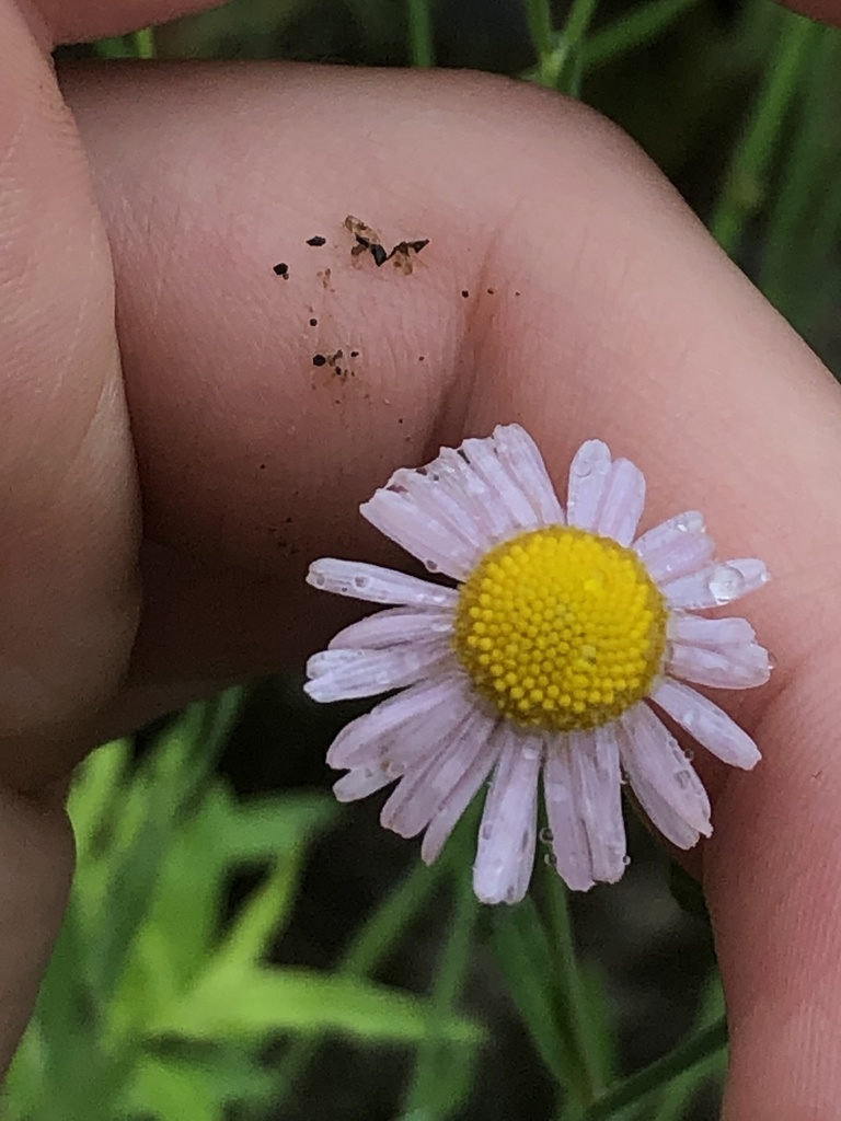 false aster in July 2022 by David Modica · iNaturalist