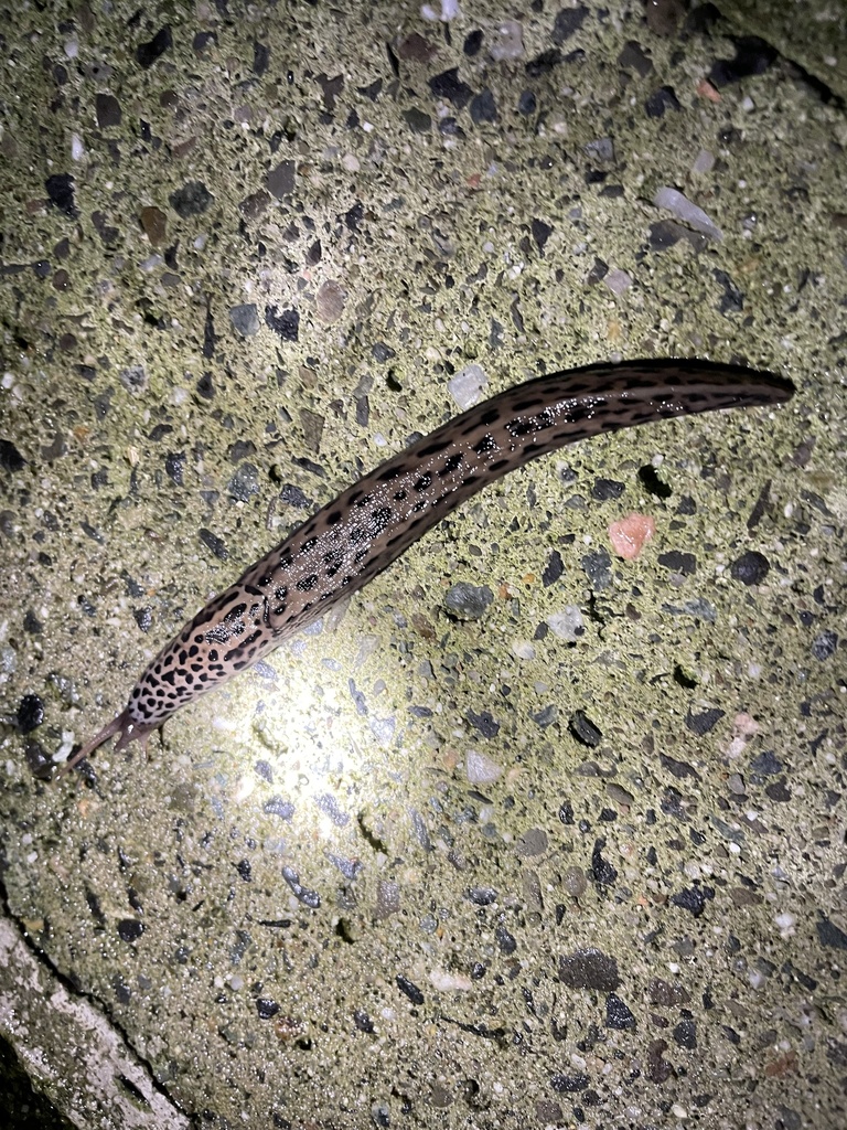 Leopard Slug from Acadia National Park, Mount Desert, ME, US on July 06 ...