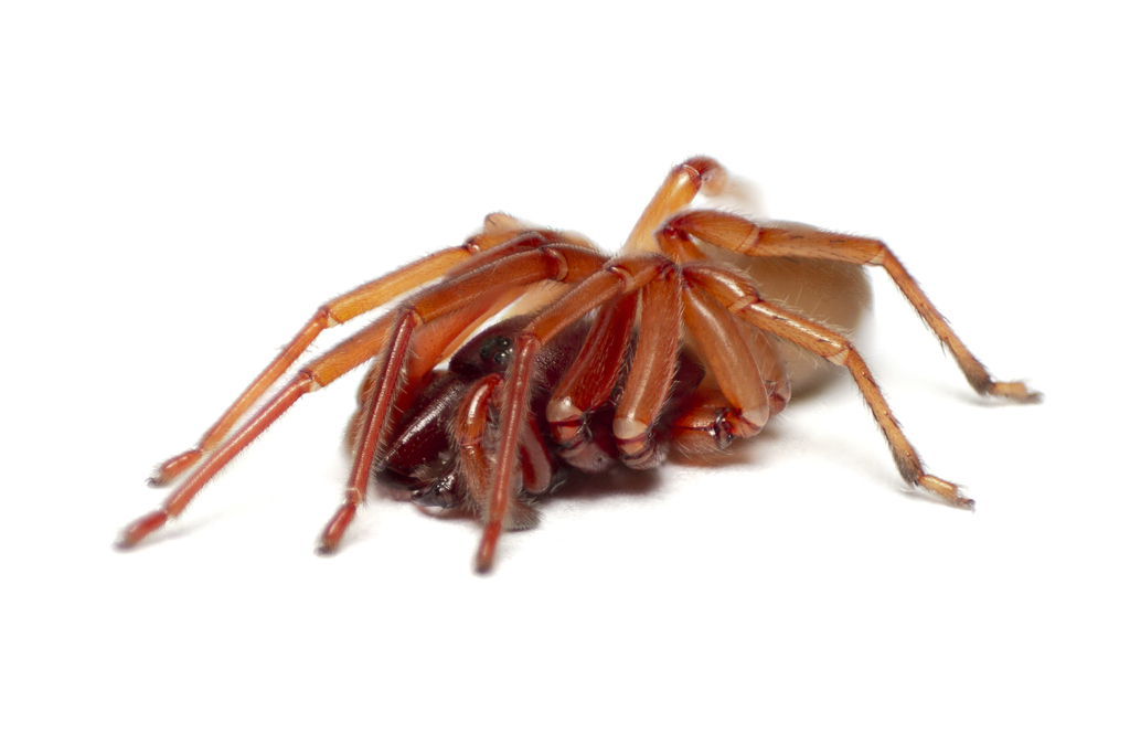 Woodlouse Spider in July 2022 by Arman. dude knew where to be · iNaturalist