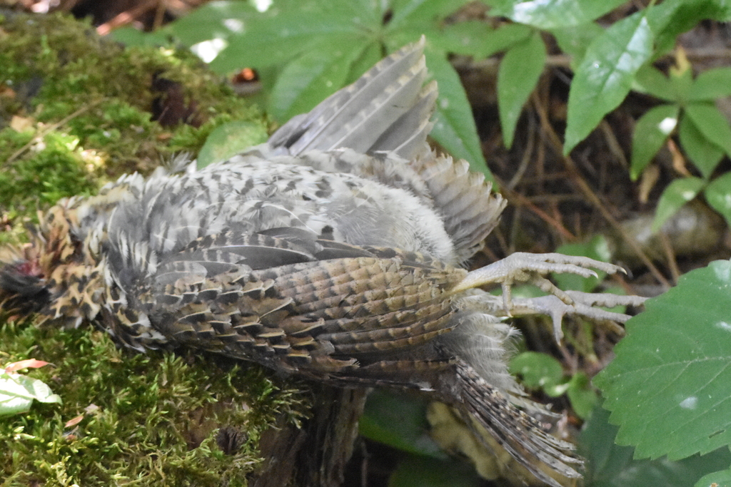 Ruffed Grouse from Sawyer County, WI, USA on July 09, 2022 at 06:57 PM ...