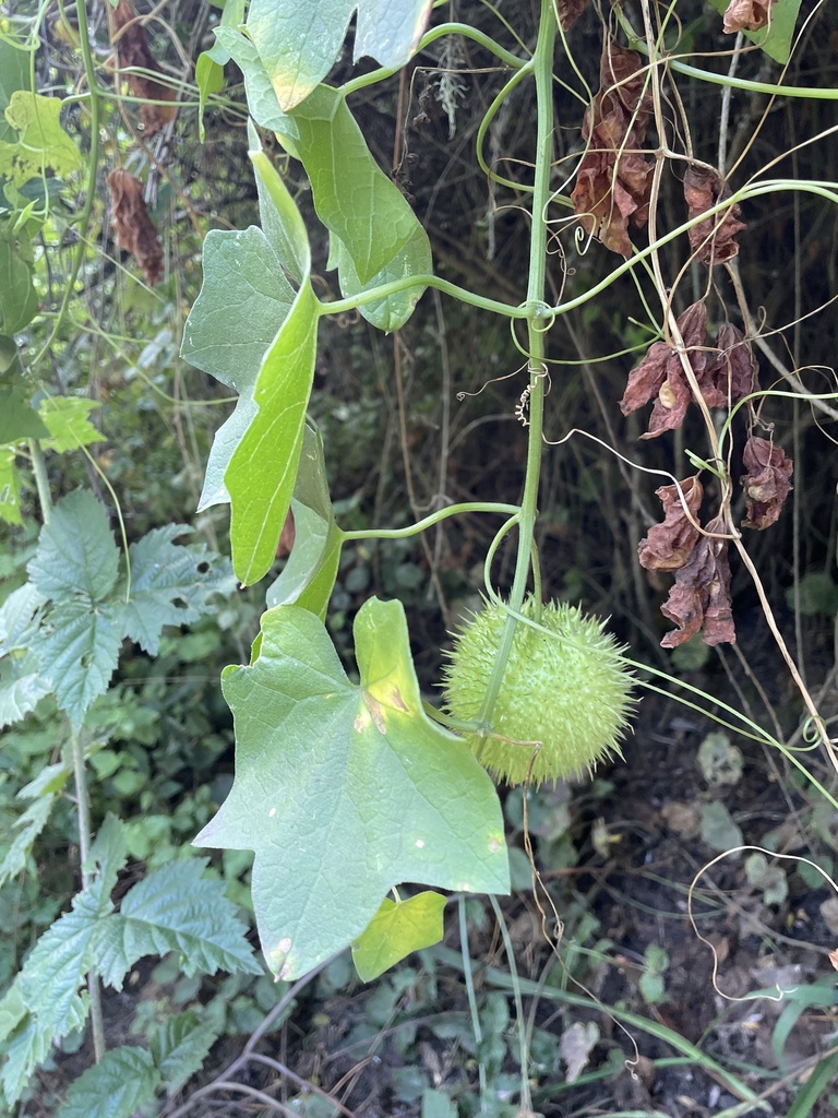 California manroot from Glen Canyon Park, San Francisco, CA, US on July ...