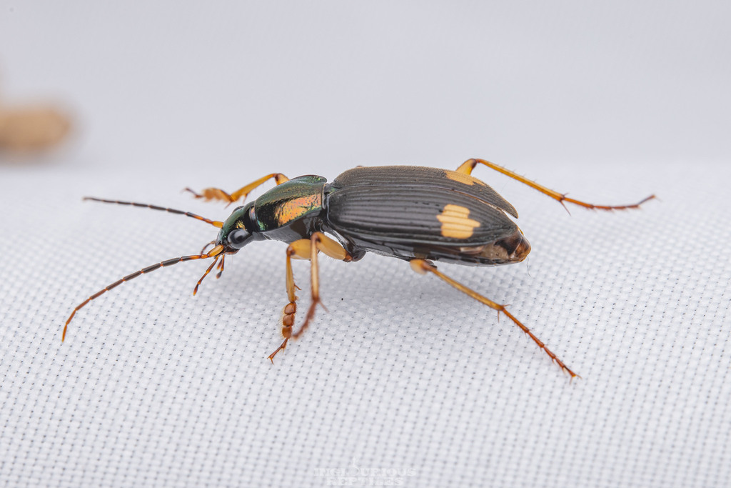 Chlaenius tetragonoderus in July 2022 by Artur Tomaszek · iNaturalist