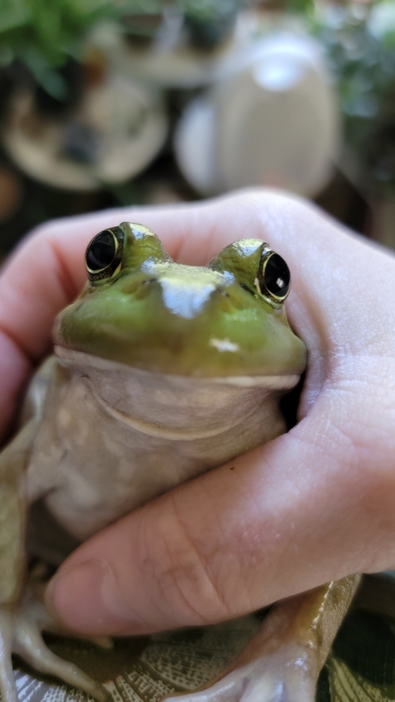 American Bullfrog from Bowling Green, KY, USA on November 06, 2021 at ...