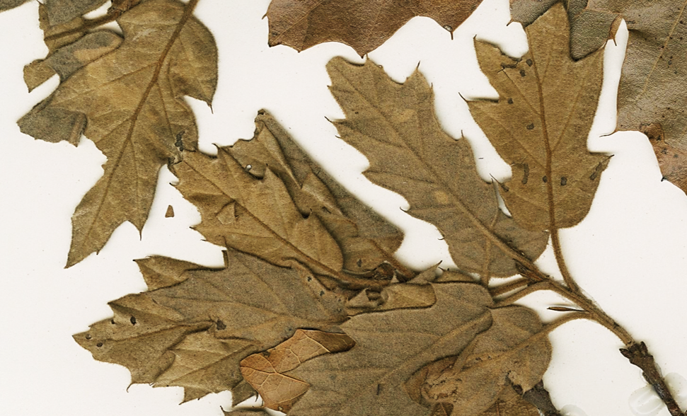Chisos Mountains Oak in March 1932 by Lex García. Fragment of Isotypus ...