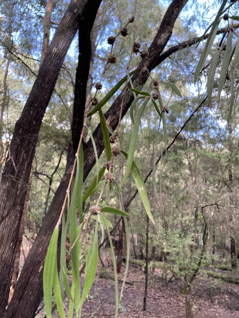 Western Australian Peppermint from Wellington National Park, Worsley ...