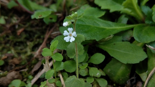 Genus Stimpsonia · iNaturalist