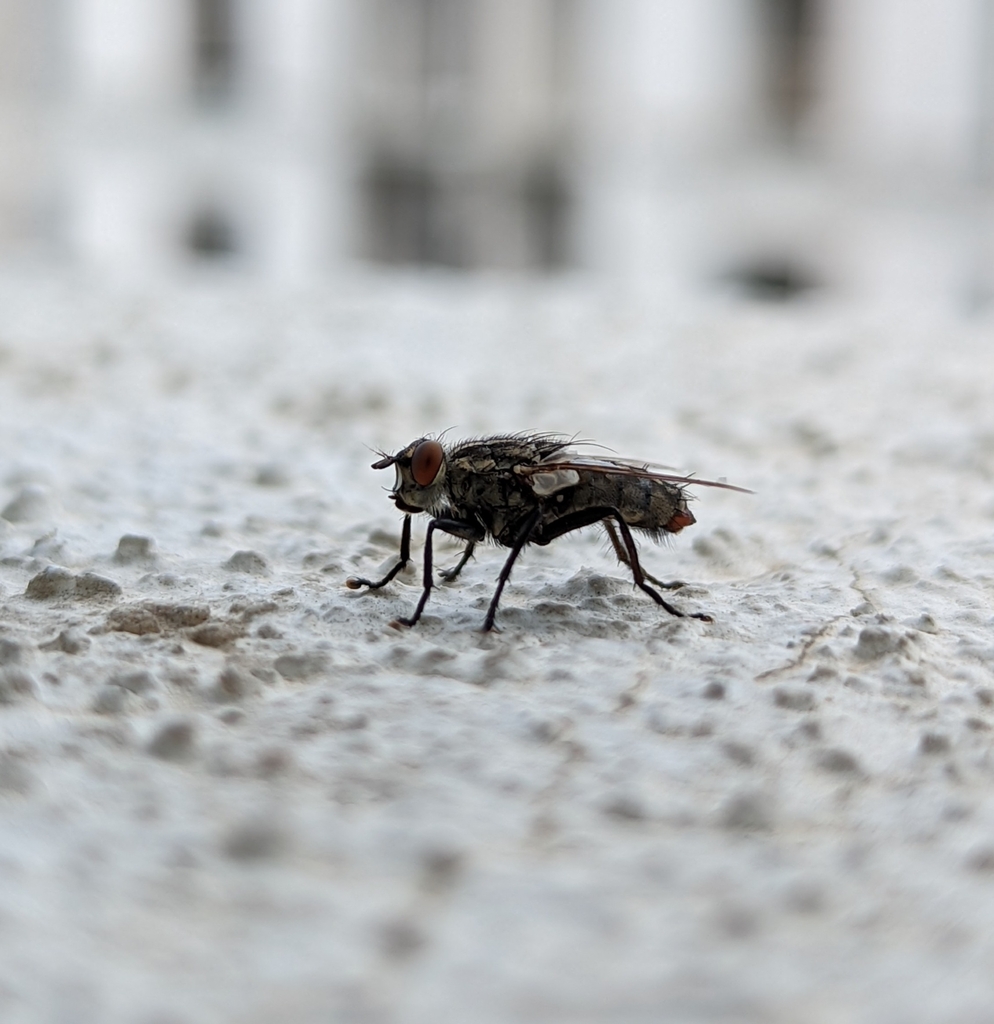 Common Flesh Flies from Gldani-Nadzaladevi, Tbilisi, Georgia on July 10 ...