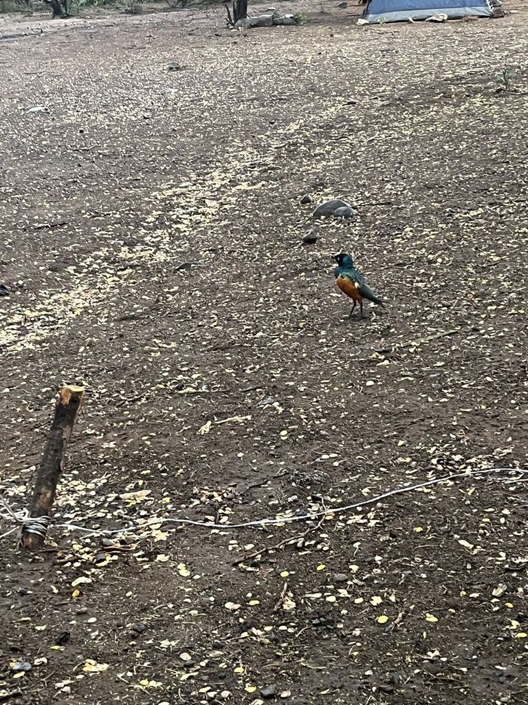 Superb Starling from Baringo South, KE-BA, KE on July 09, 2022 at 07:13 ...