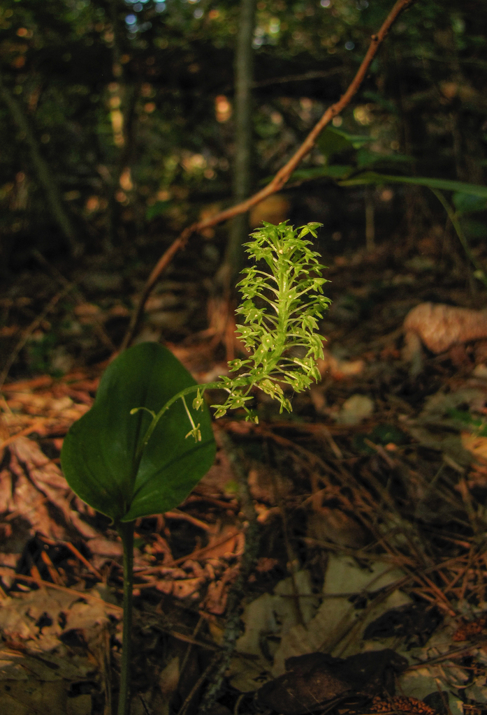 green adder's-mouth in June 2018 by jared_satchell · iNaturalist