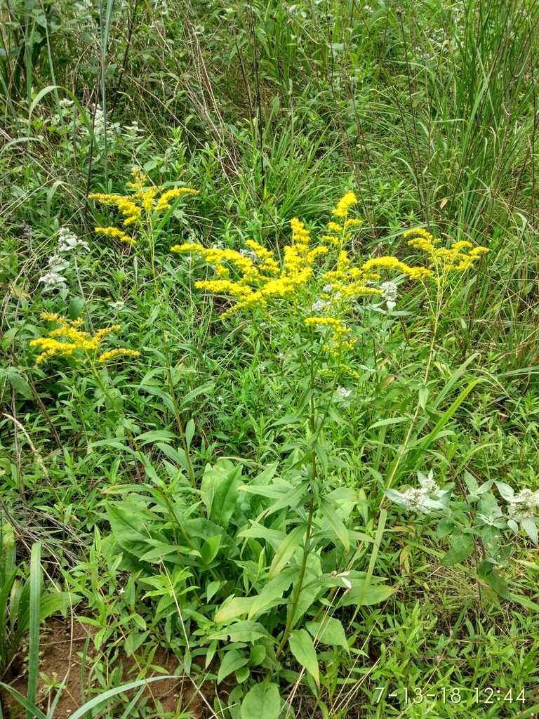 early goldenrod from 150 Civitan Camp Rd, Cleveland, SC 29635, USA on ...