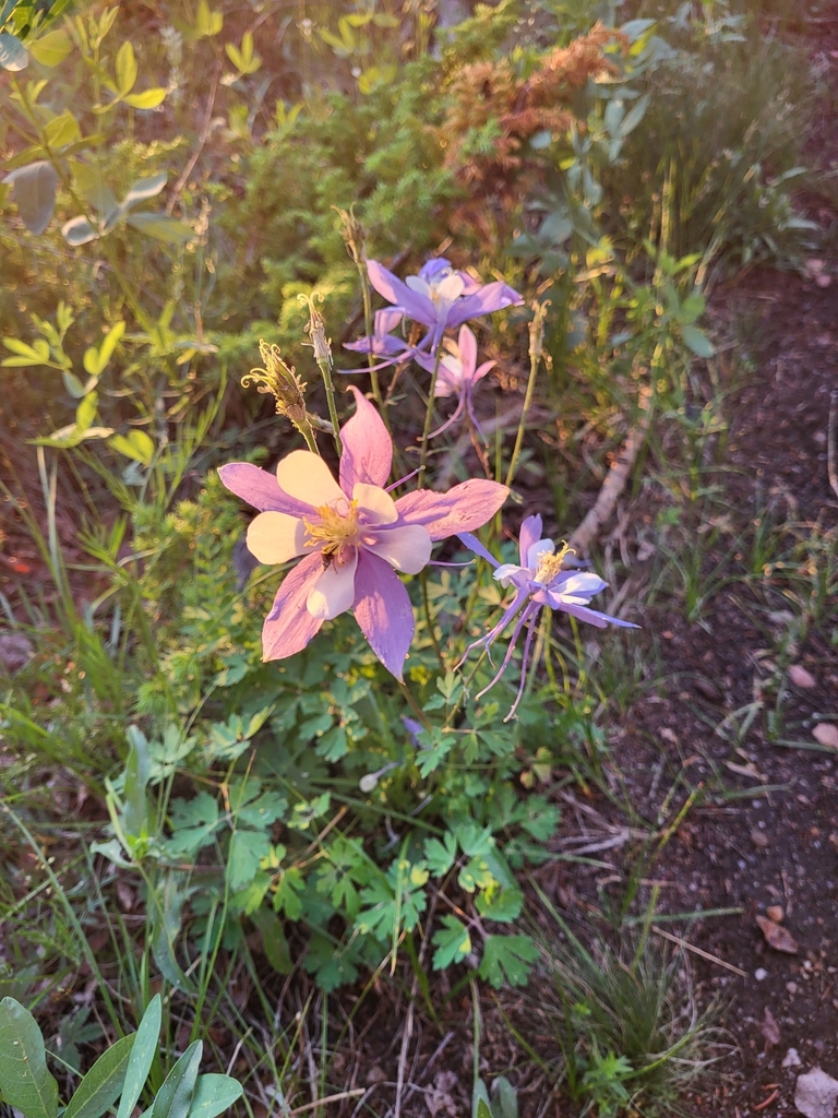 blue columbine from Fairplay, CO 80440, USA on July 10, 2022 at 05:59 ...
