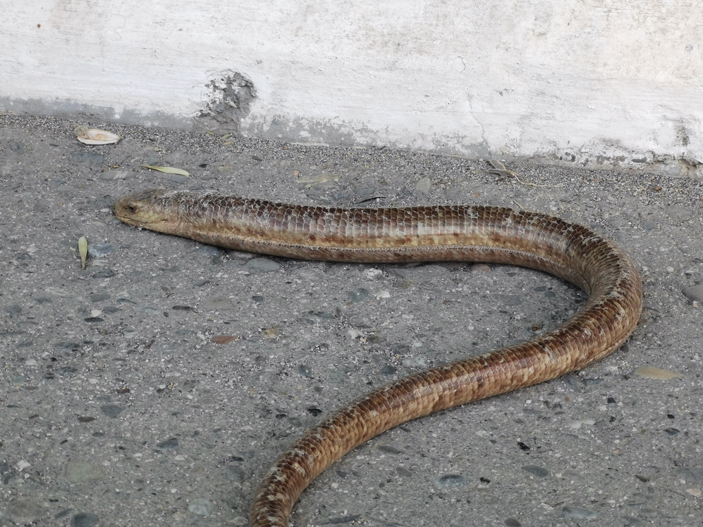 European Glass Lizard from Samarkand on July 09, 2022 at 06:47 PM by ...