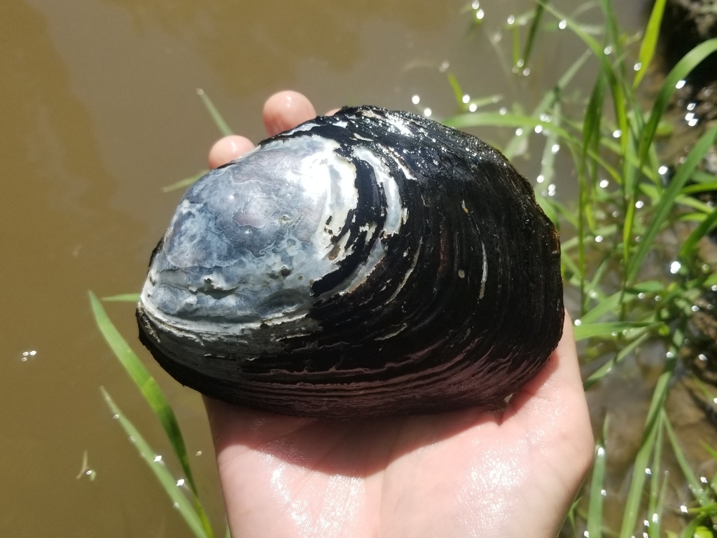 Pink Heelsplitter from Lamine River, Otterville Township, MO, USA on ...