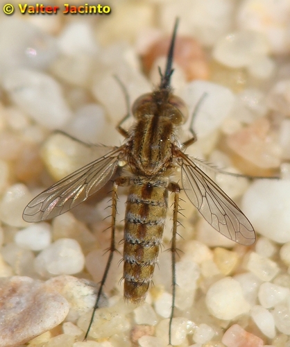 Amictus variegatus · iNaturalist