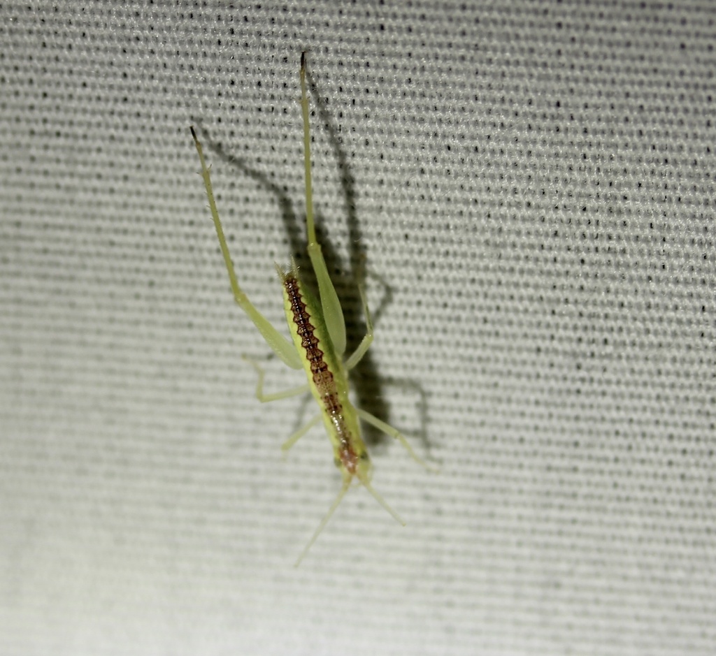 Common Tree Crickets from Sewell, Sewell, NJ, US on July 10, 2022 at 12 ...