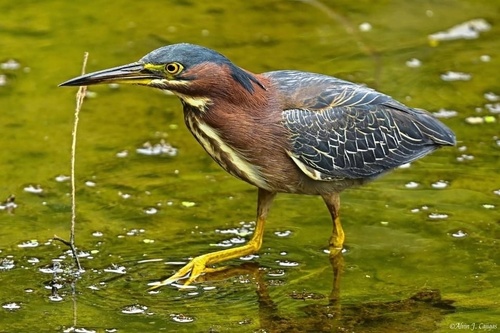 Chaparral WMA Check List · iNaturalist