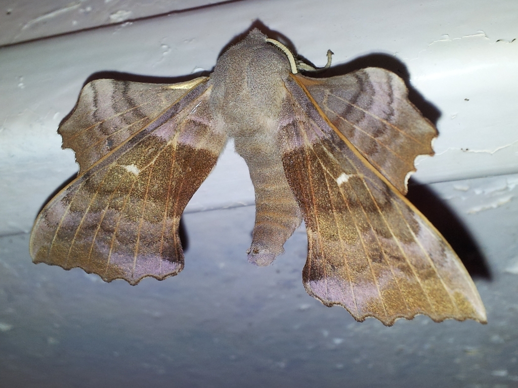 Poplar Hawkmoth from 27800 Thibouville, France on July 03, 2015 at 06: ...