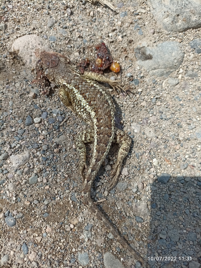 White-bellied Rough Lizard from 63735 Nay., México on July 10, 2022 at ...