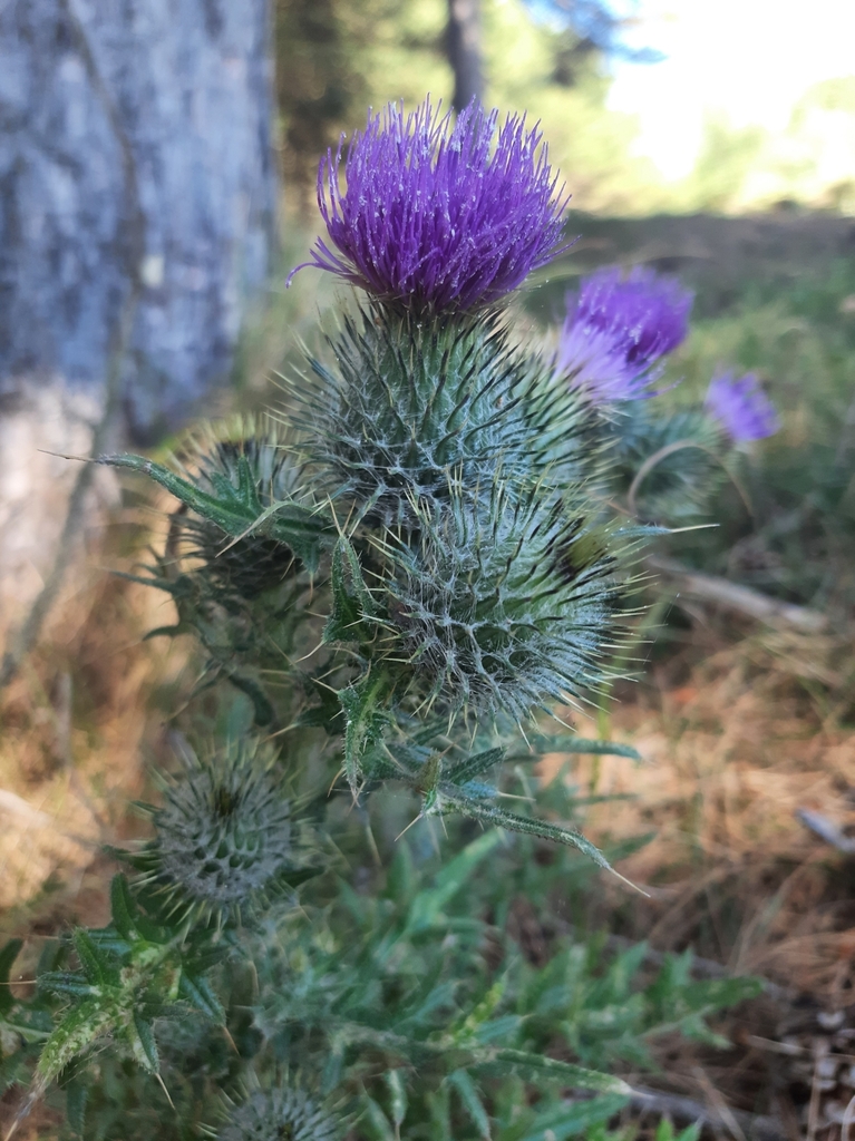 Bull Thistle from Liverpool L37 1YD, UK on July 10, 2022 at 03:03 PM by ...