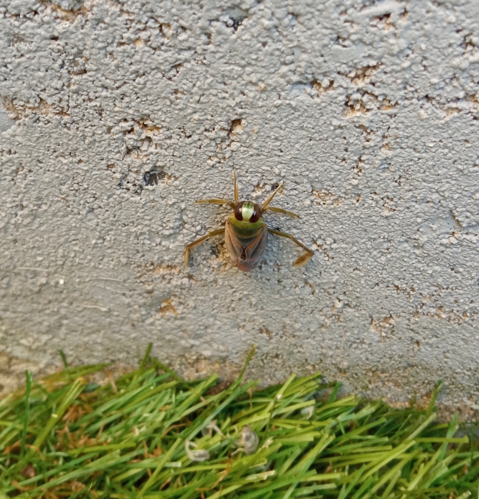 Milky Backswimmers from Freneuse on July 10, 2022 at 06:55 PM by ...