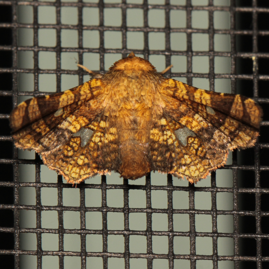 Eyed Dysodia Moth from 160 Jackson Mill Rd, Weston, WV 26452, USA on ...