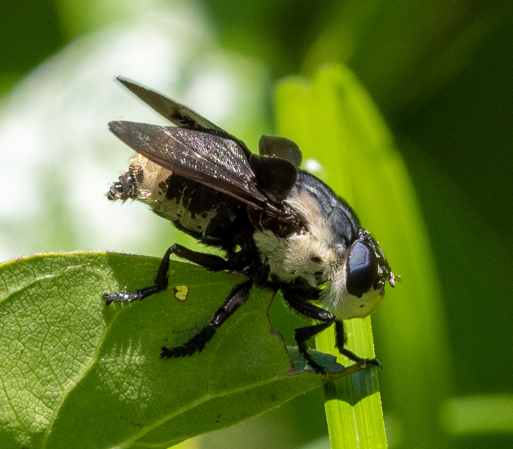 Mouse Bot Fly from Lucas County, OH, USA on July 9, 2022 at 01:17 PM by ...