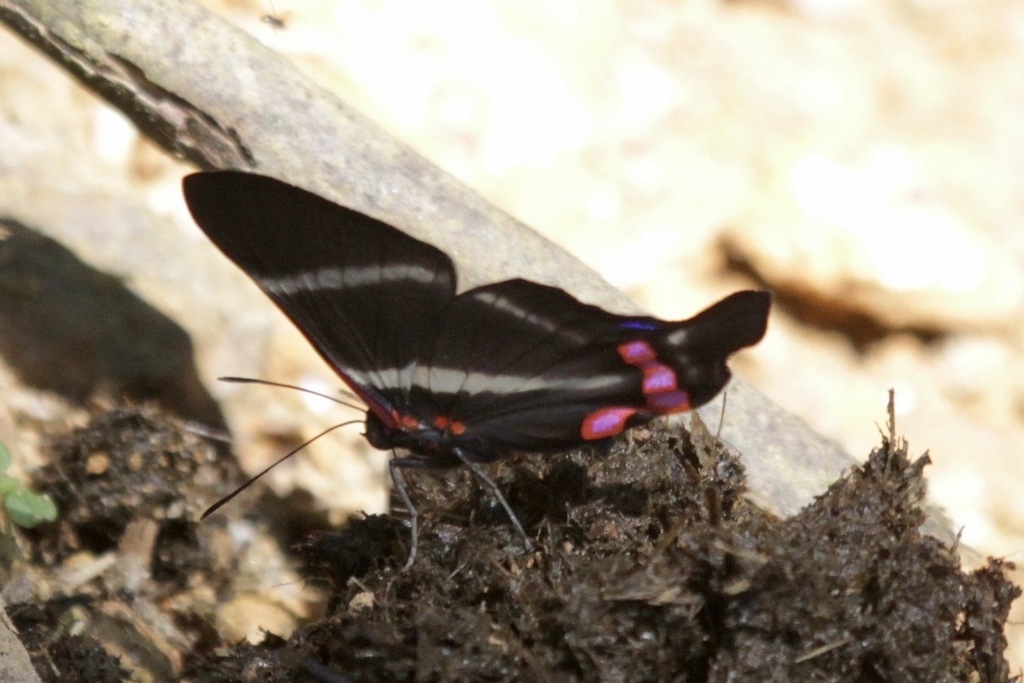 Periander Metalmark from Sucre, Colombia on September 01, 2015 at 02:23 ...