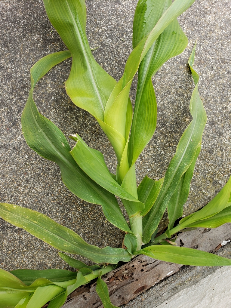 Maize from David / Filmore, Monterey, CA 93940, USA on July 10, 2022 at ...