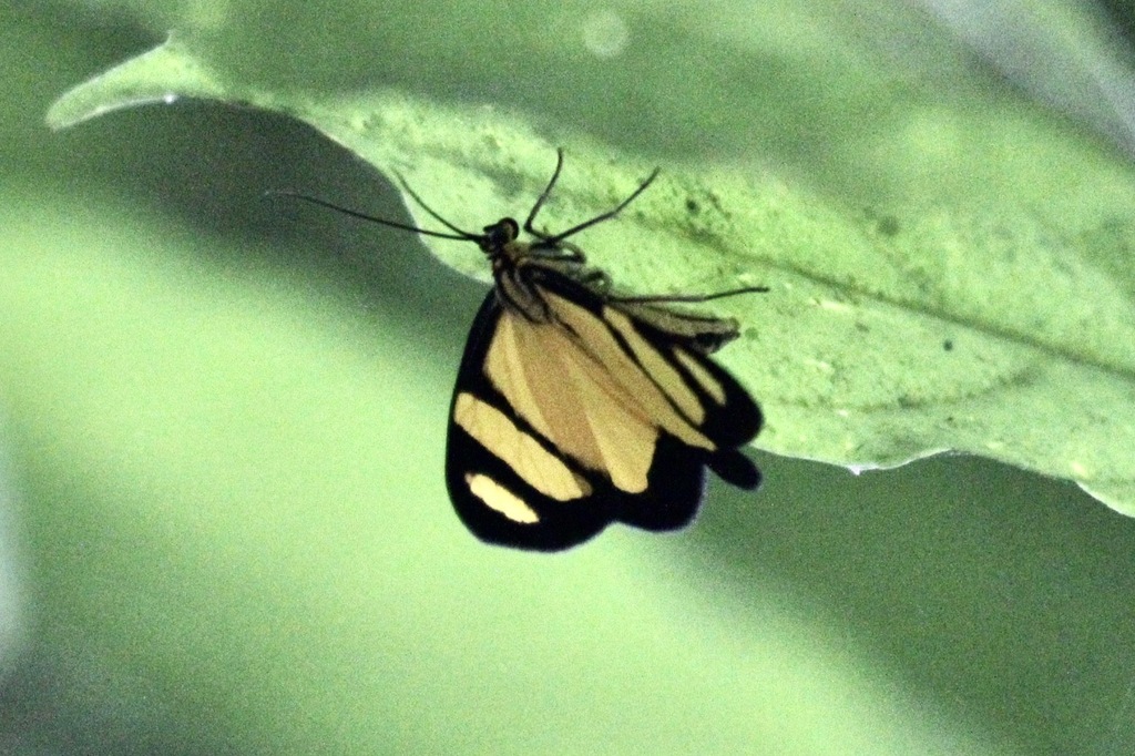 Geometer Moths from San Jacinto Del Cauca, Bolívar, Colombia on ...