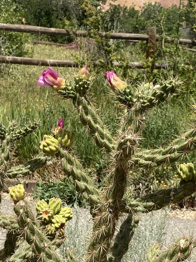 tree cholla from W Alameda Pkwy, Lakewood, CO, US on July 10, 2022 at ...
