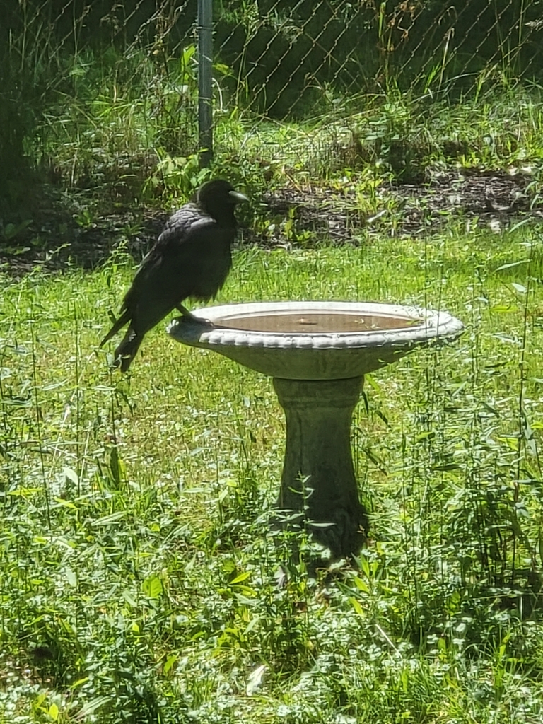 Crows and Ravens from Hudson, OH, USA on July 10, 2022 at 11:37 AM by E ...