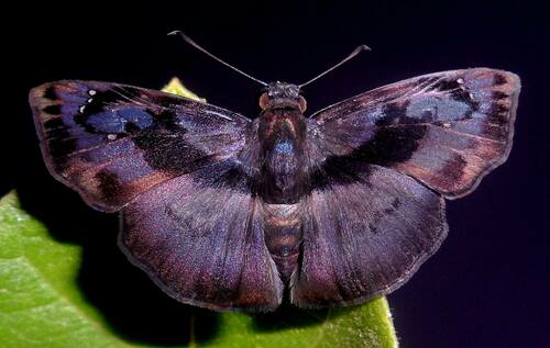 Genus Zera · iNaturalist United Kingdom