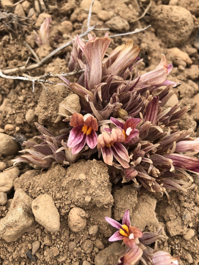Flat-top Broomrape from Lassen National Forest, Westwood, CA, US on ...