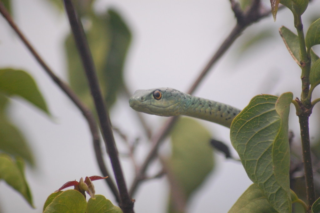 Spotted Bush Snake from Kunene Region, Namibia on March 5, 2009 at 02: ...