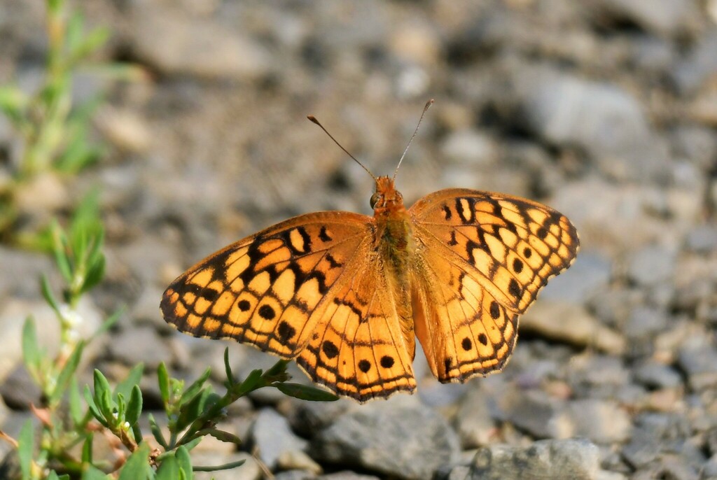 Variegated Fritillary from 1306 Bath Rd, Bristol, PA 19007, USA on July ...