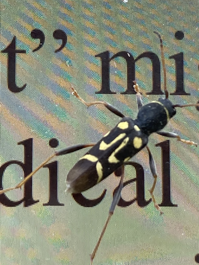 Round-necked Longhorn Beetle from White Mountain National Forest ...