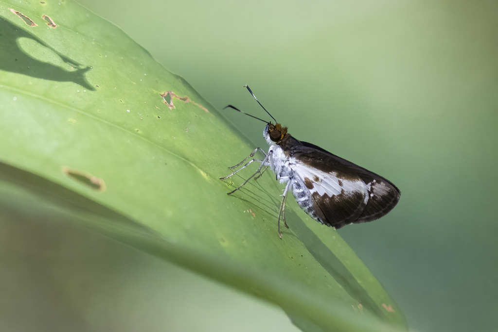 Vettius from Parauapebas - PA, 68515-000, Brasil on May 28, 2022 at 11: ...
