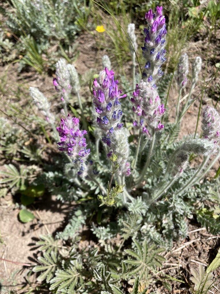 Showy Locoweed from Arapaho & Roosevelt National Forests Pawnee ...